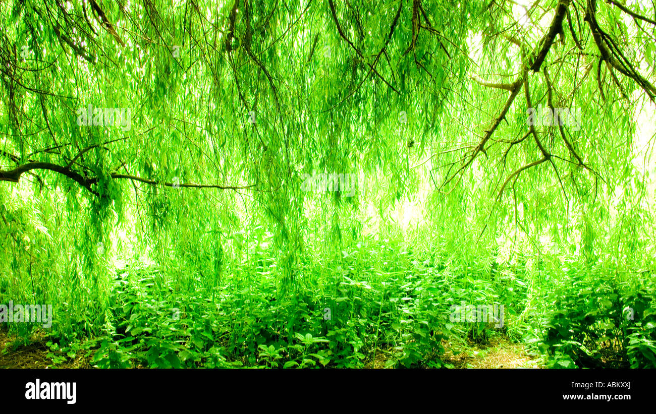 Underneath a Willow tree Stock Photo - Alamy