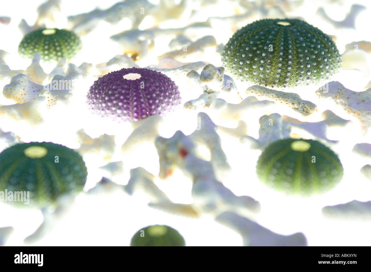 Coral and anemone shells backlit on a lightbox Stock Photo - Alamy