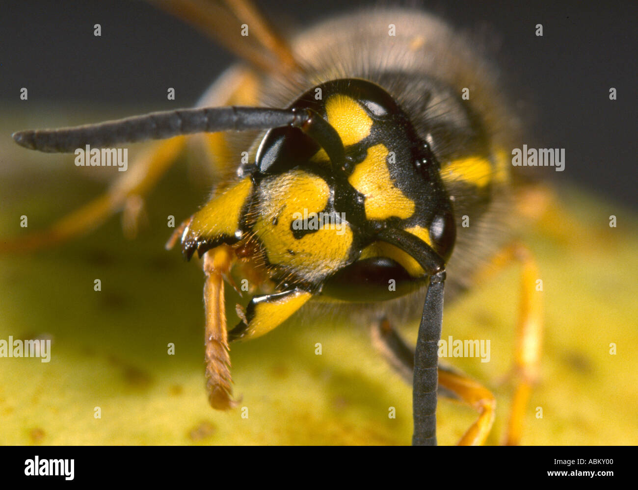 European wasp cleaning its leg Stock Photo - Alamy