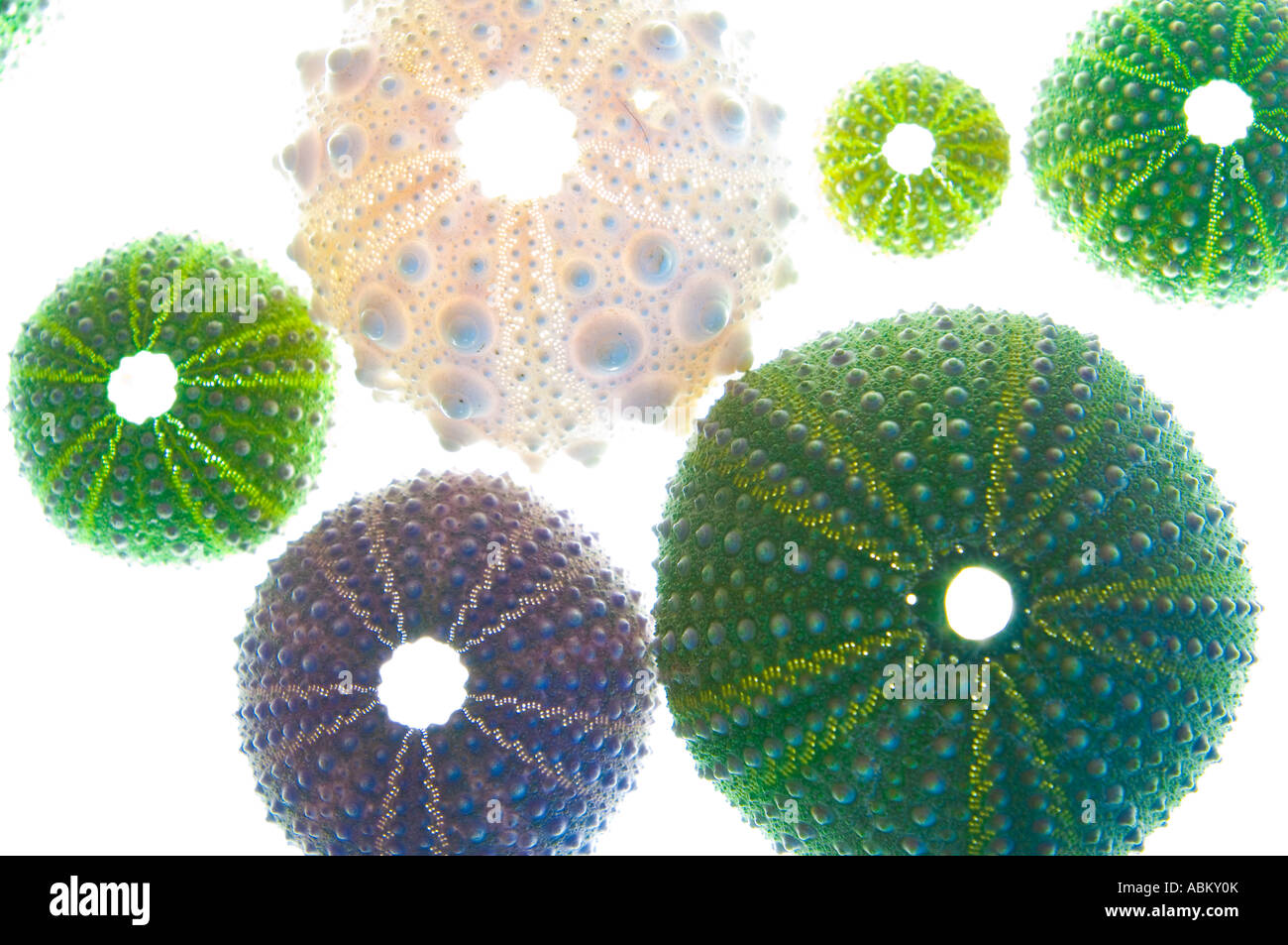 Sea anemone shells Stock Photo - Alamy