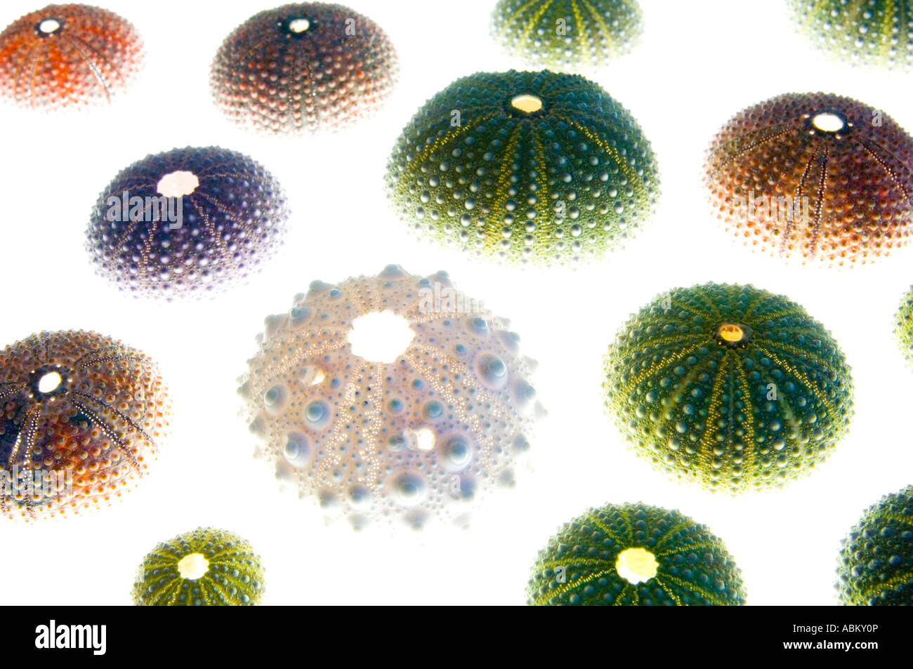 Sea anemone shells Stock Photo - Alamy