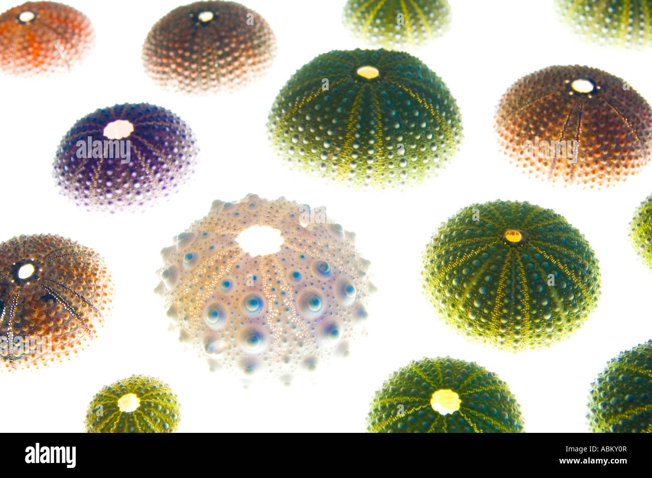 Knobbly shells hi-res stock photography and images - Alamy