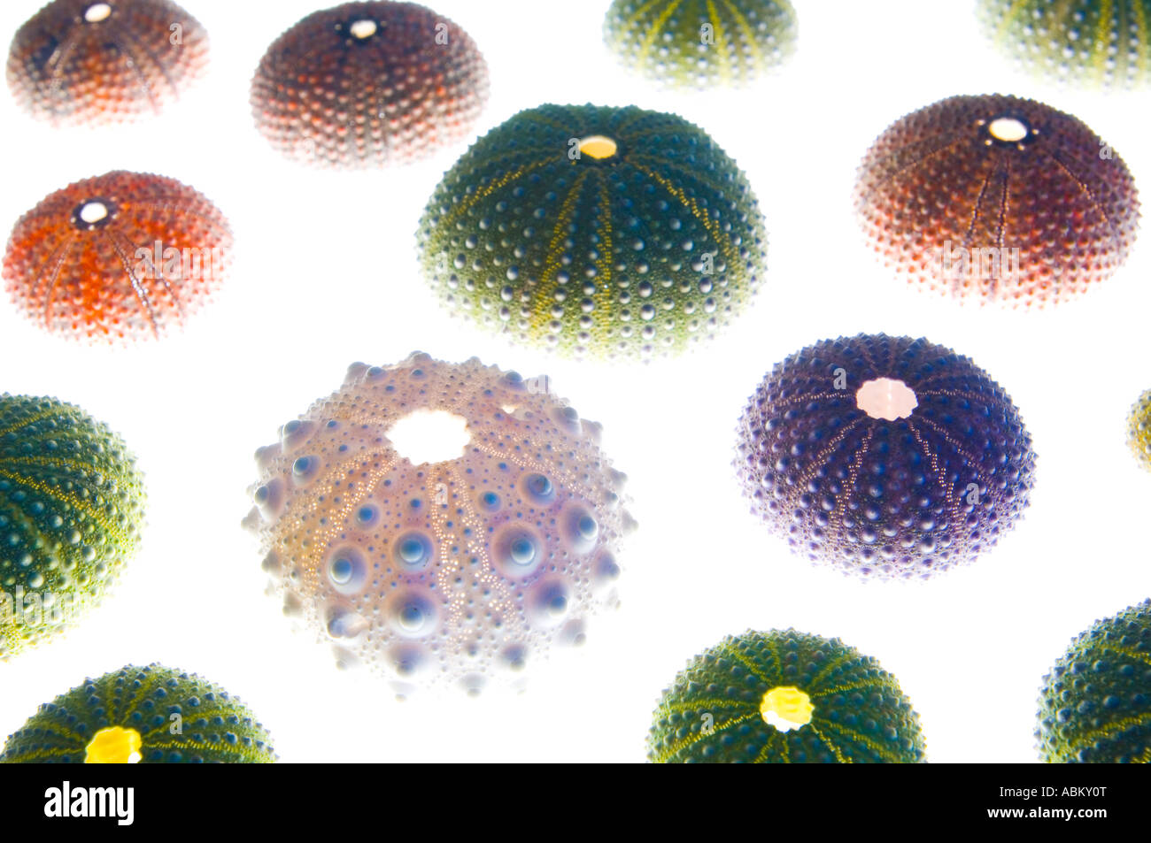 Sea anemone shells Stock Photo - Alamy