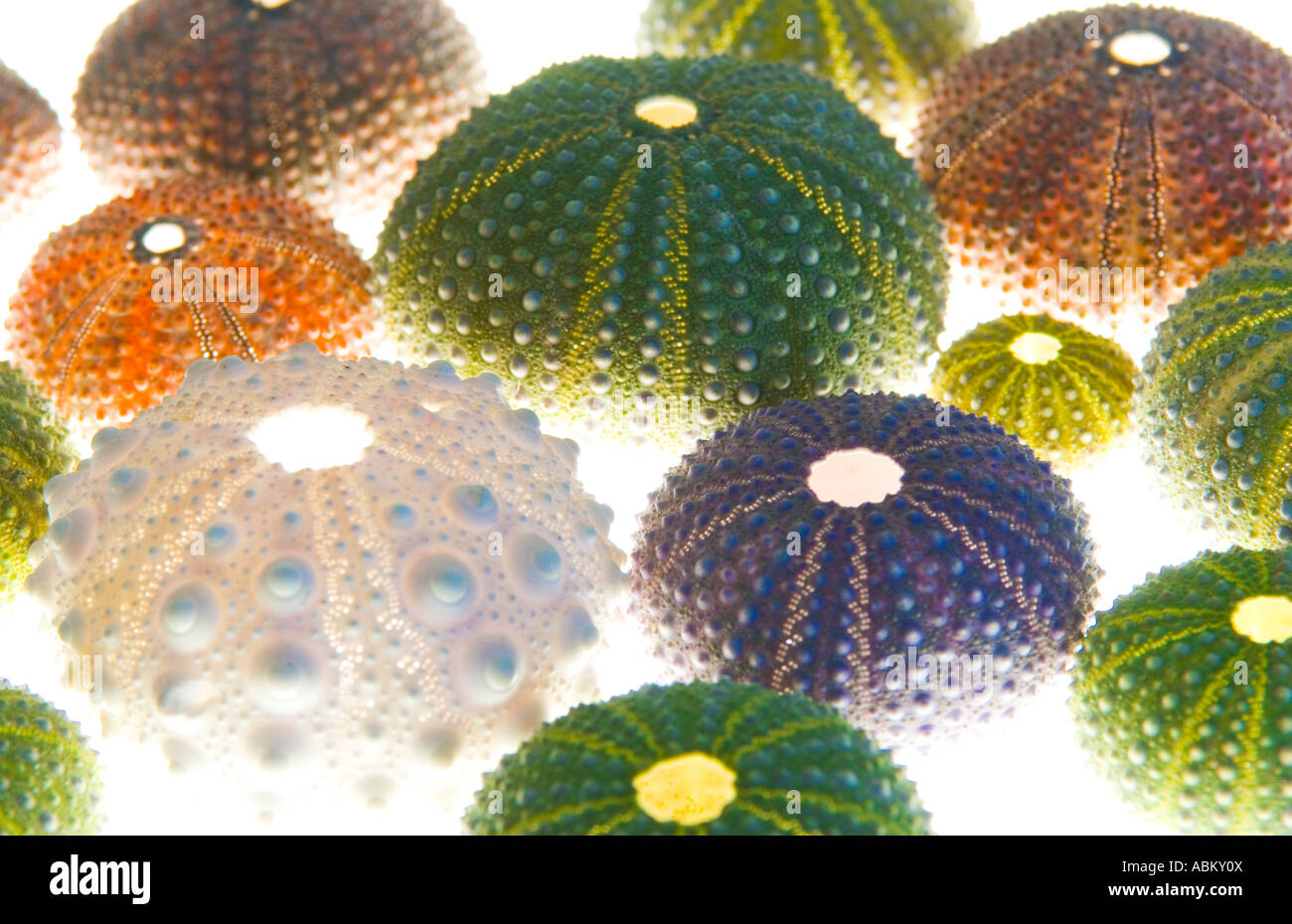 Sea anemone shells Stock Photo - Alamy