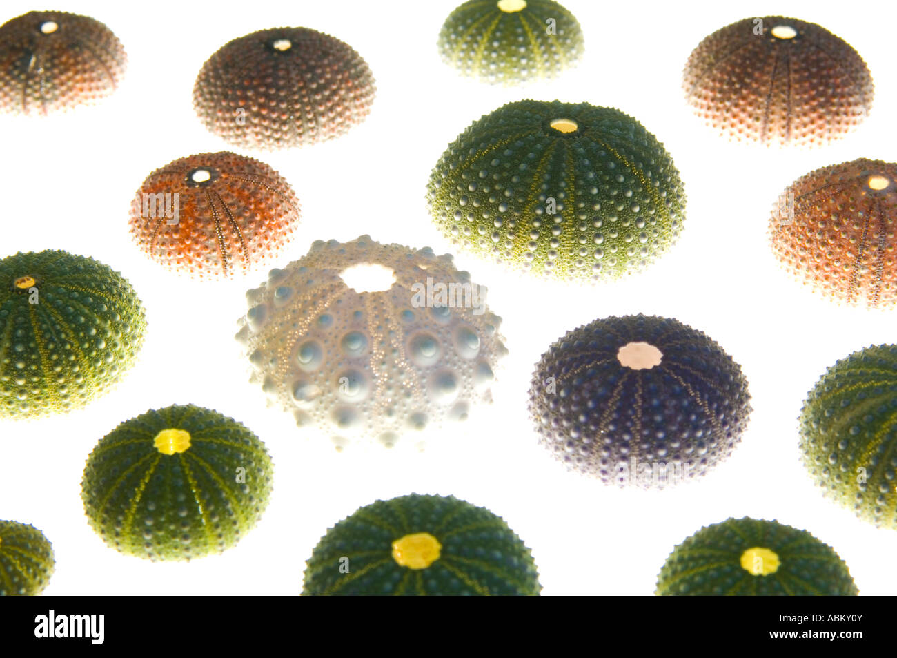 Sea anemone shells Stock Photo - Alamy