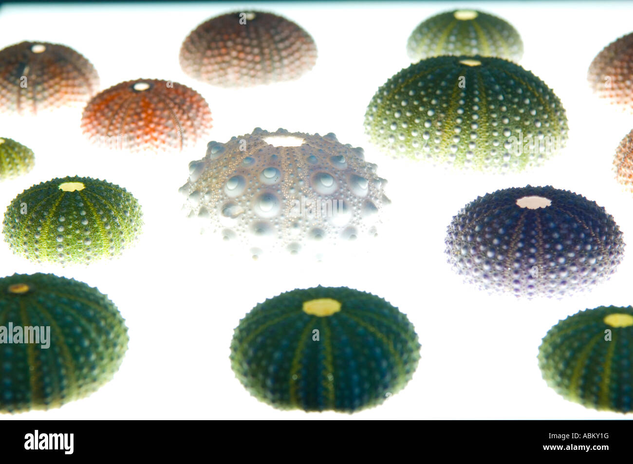 Sea anemone shells Stock Photo - Alamy