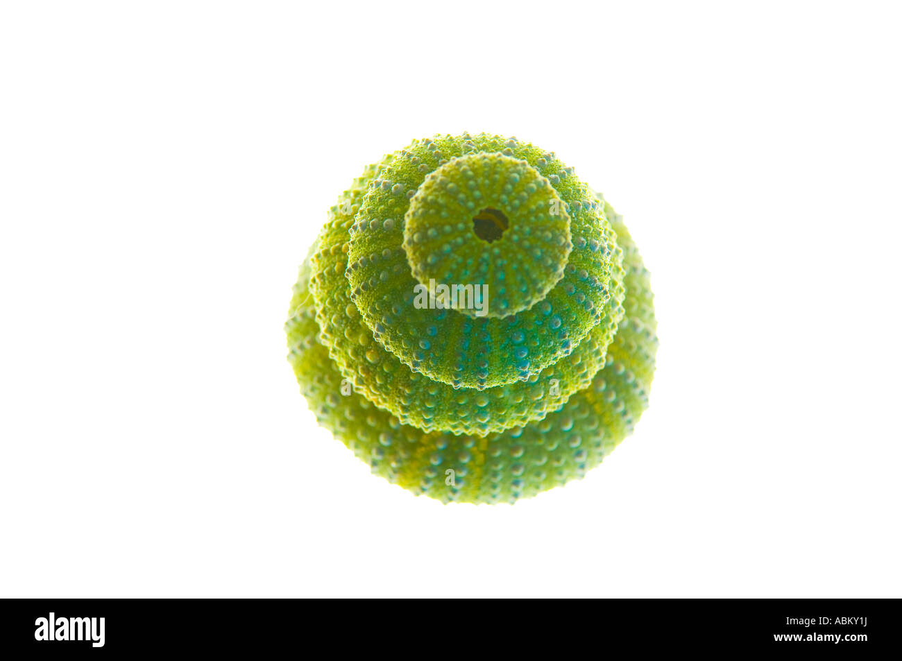 Sea anemone shells Stock Photo - Alamy