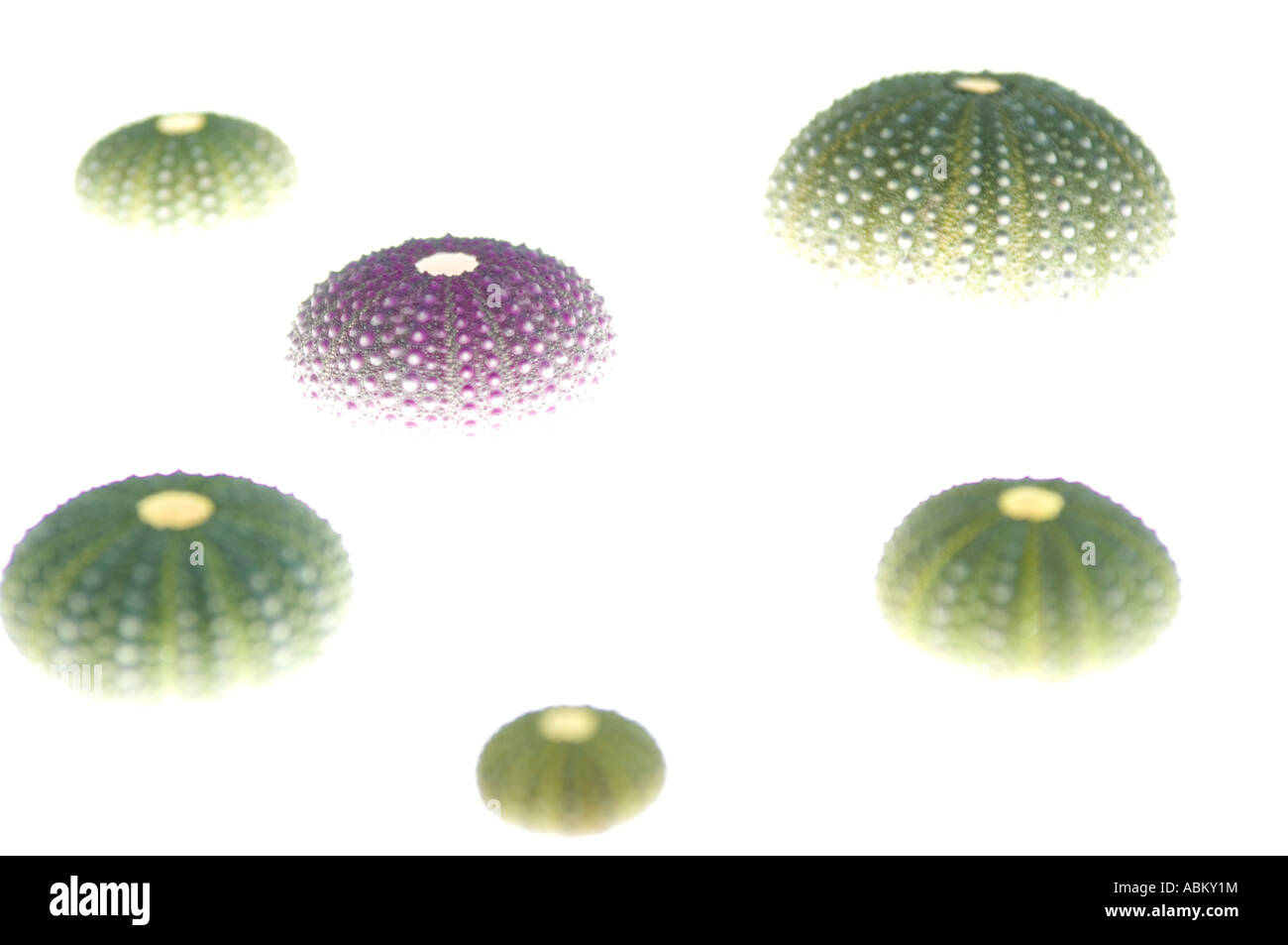 Knobbly anemone hi-res stock photography and images - Alamy