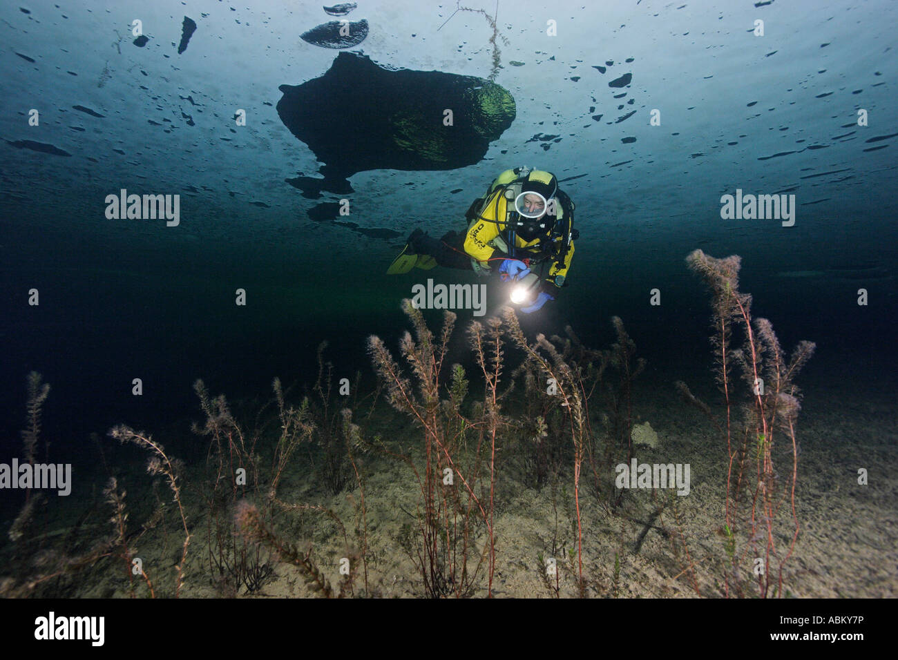 scuba diver in crystal clear water under the ice Stock Photo - Alamy