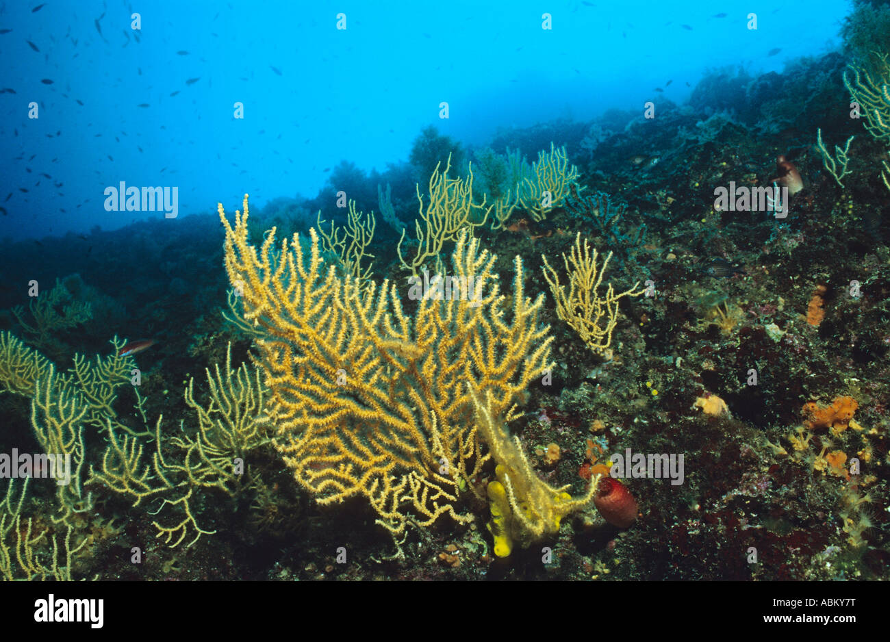 Yellow Gorgonians at a reef Stock Photo - Alamy
