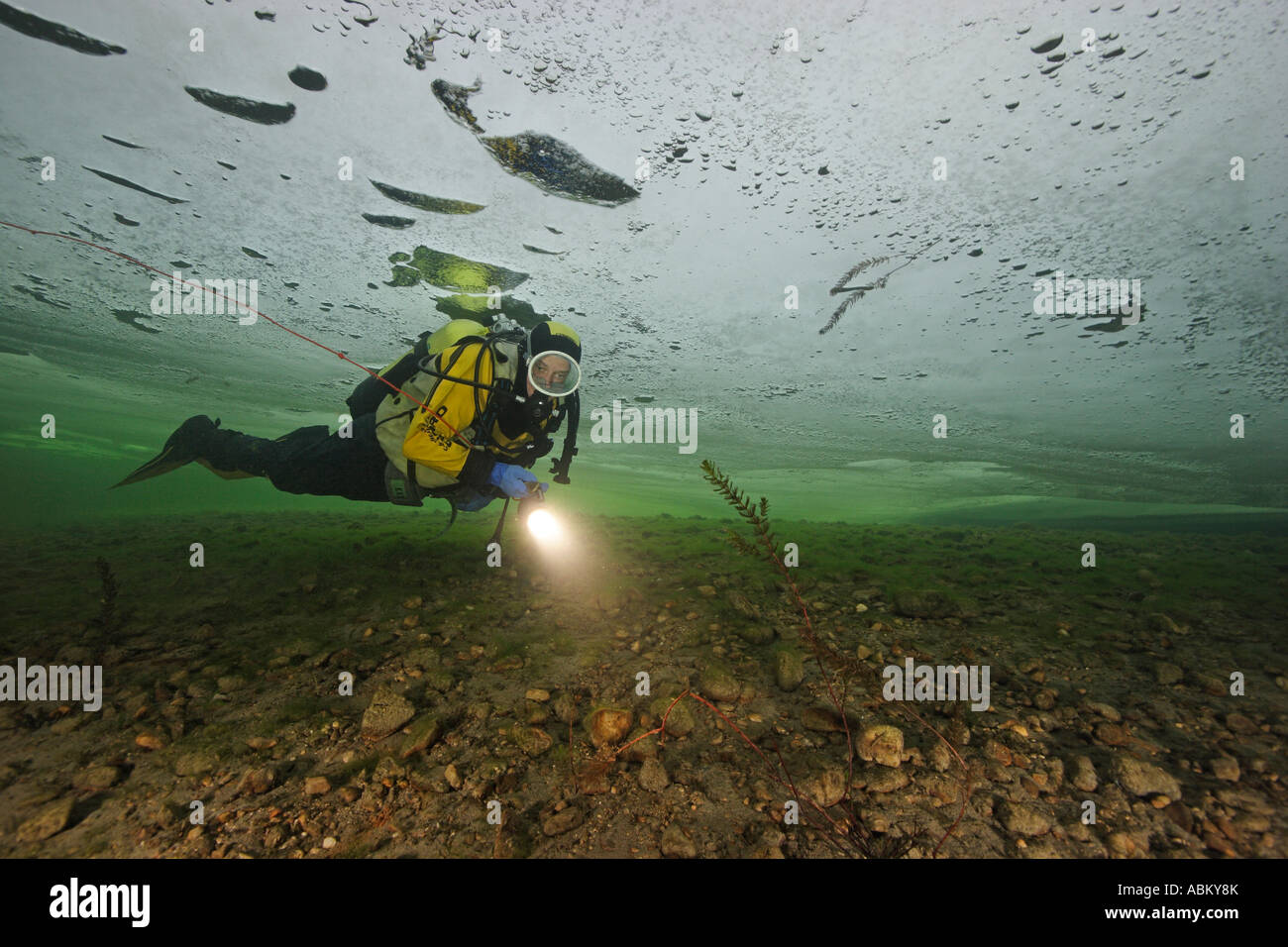 scuba diver in crystal clear water under the ice Stock Photo - Alamy