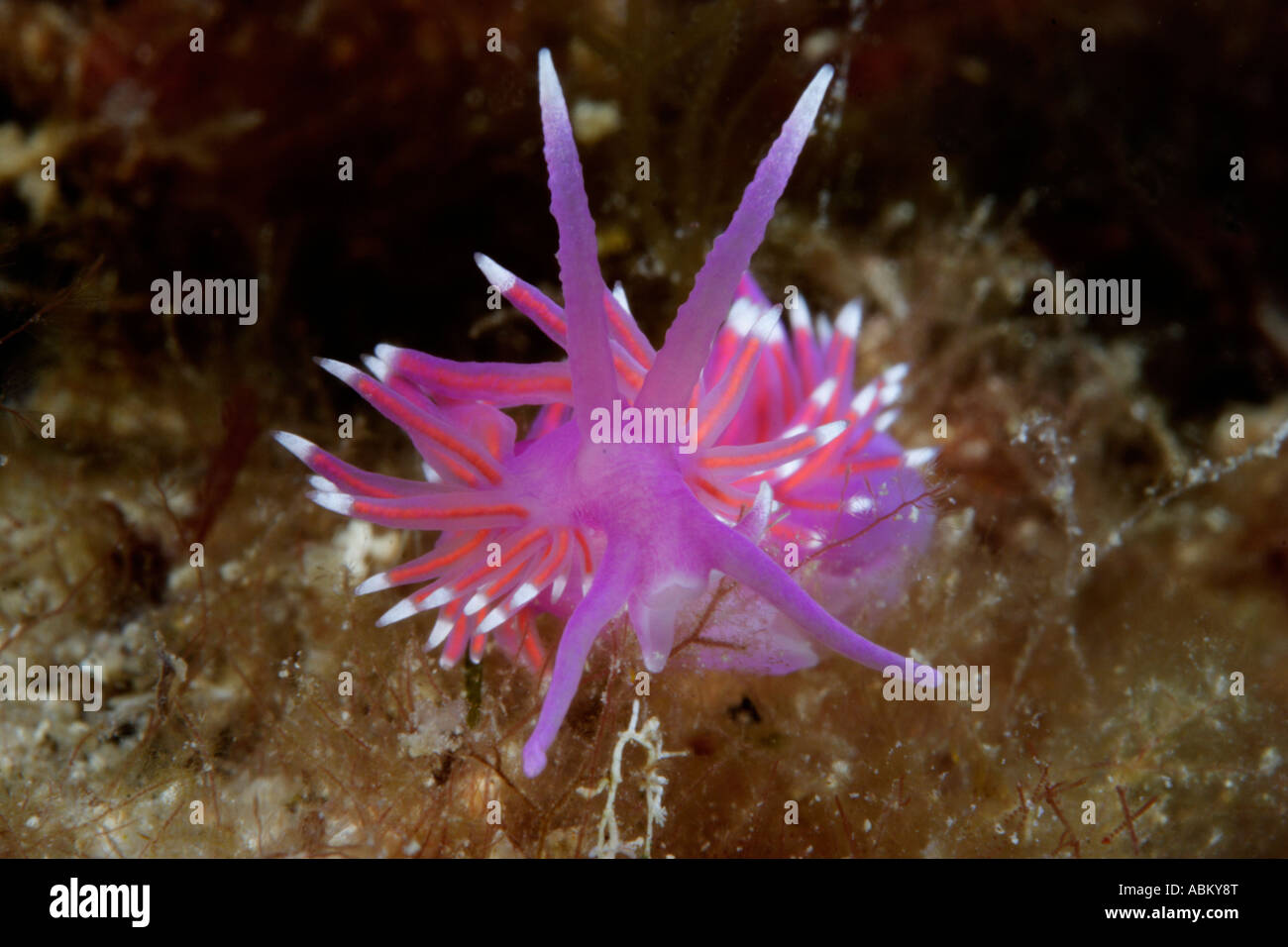 Pink sea slug hi-res stock photography and images - Alamy