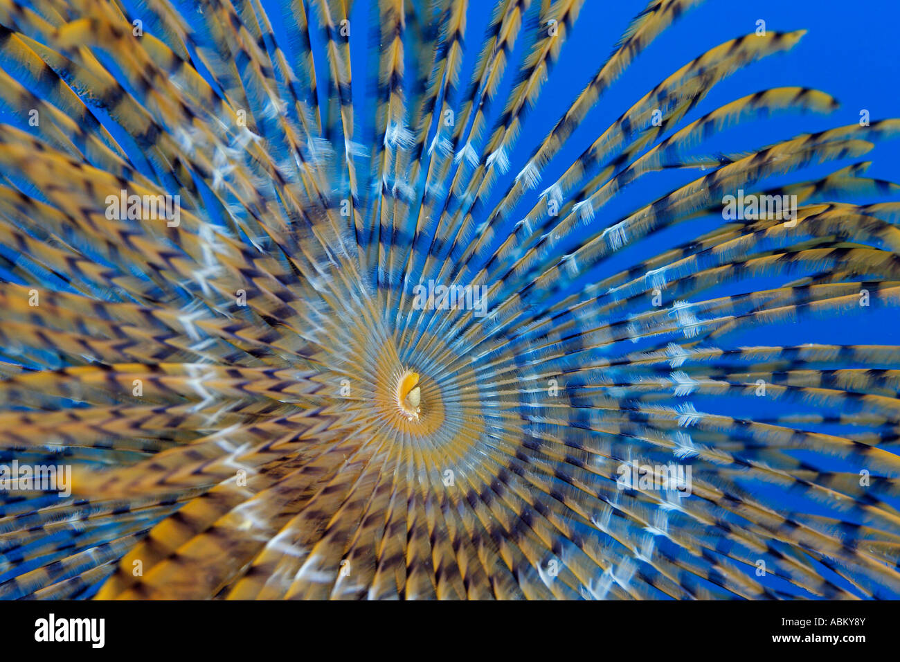 colorful fan worm Stock Photo - Alamy