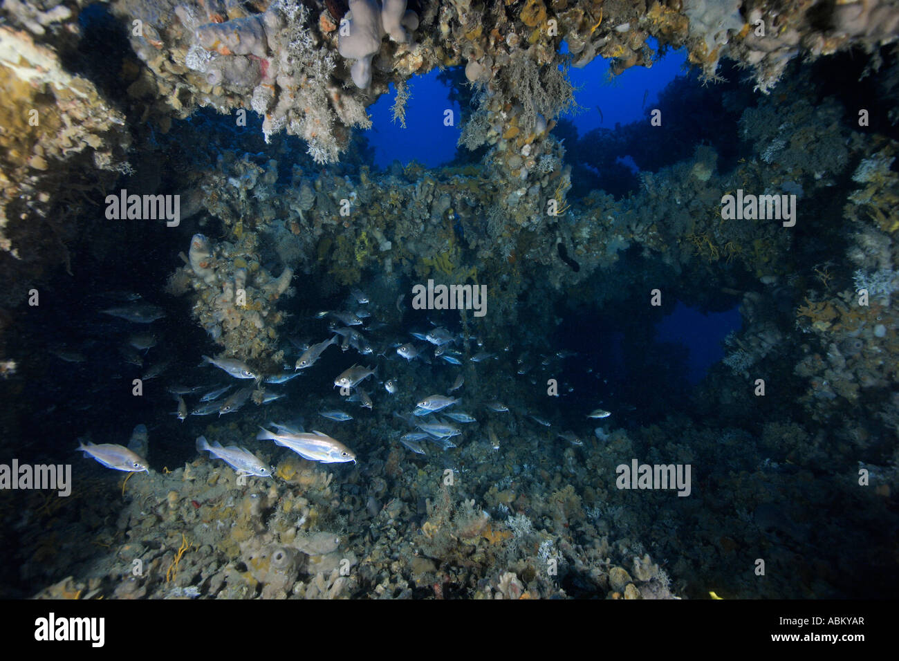 School of pout whiting hi-res stock photography and images - Alamy