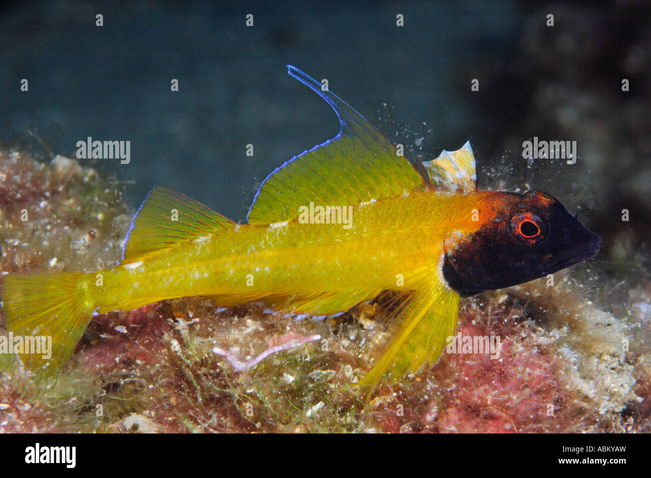 Triplefin tripterygion delaisi hi-res stock photography and images - Alamy