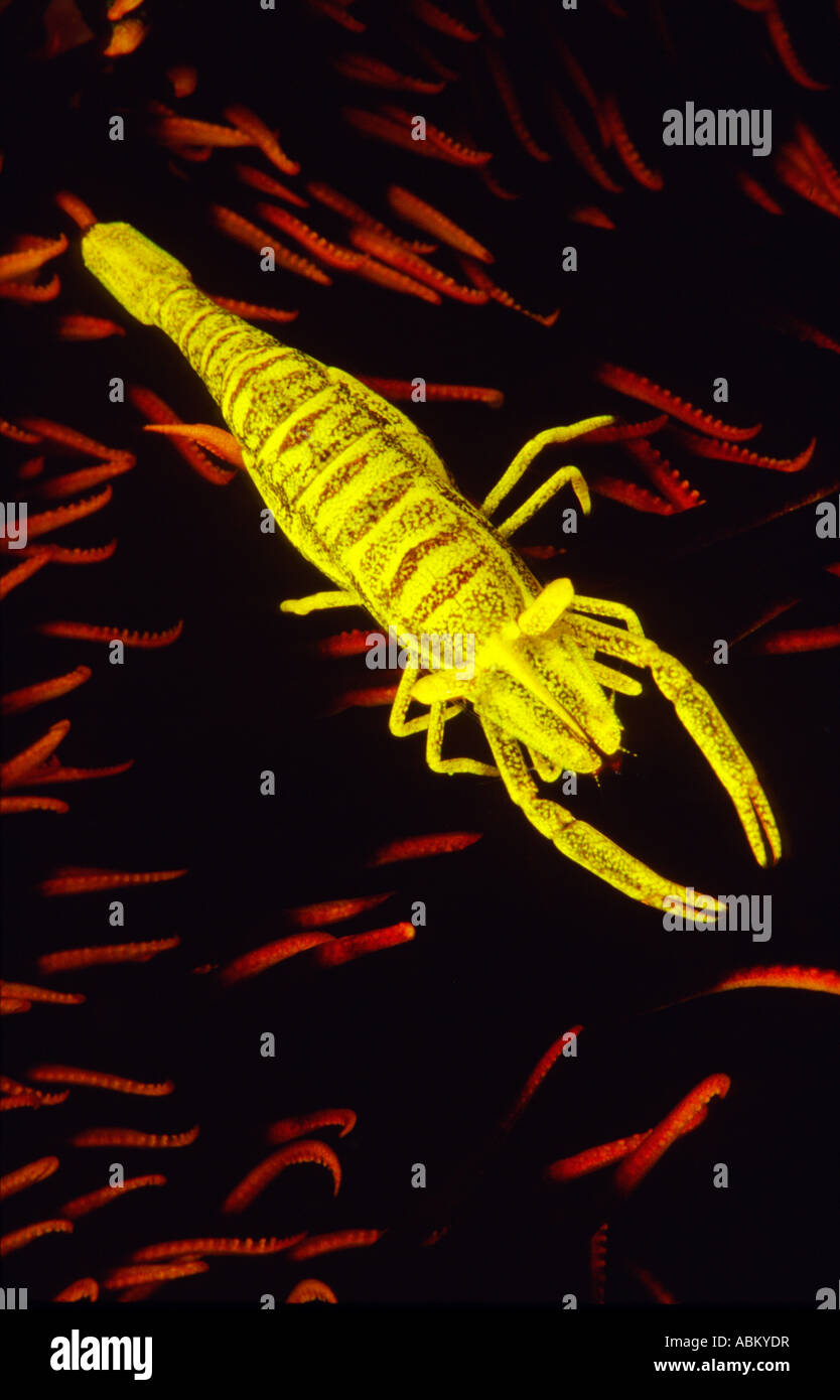 yellow crinoid shrimp Stock Photo - Alamy