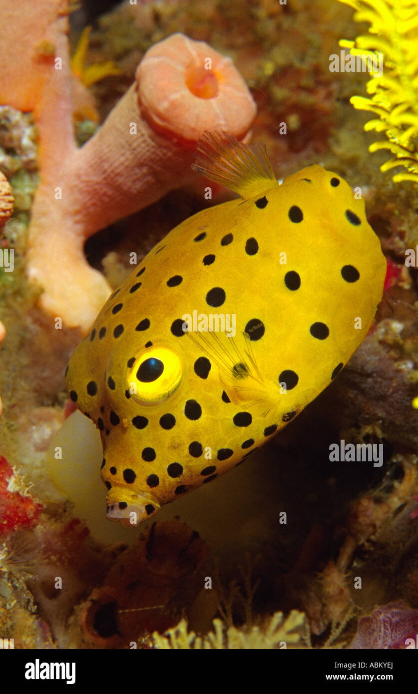 Yellow boxfish Ostracion cubicus Stock Photo - Alamy