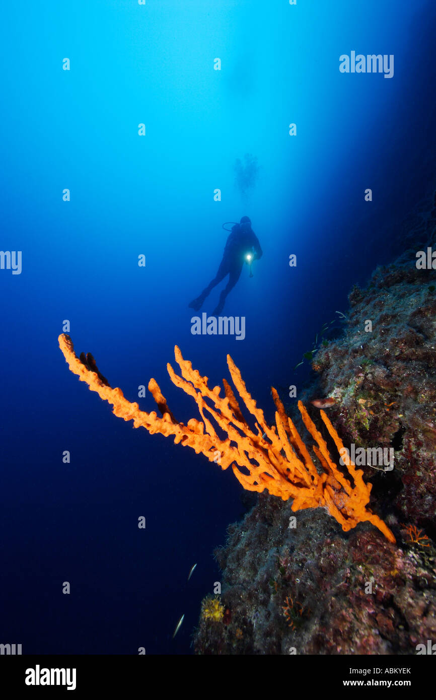 scuba diver at colorful wall with sponges, Axinella polypoides, Island ...