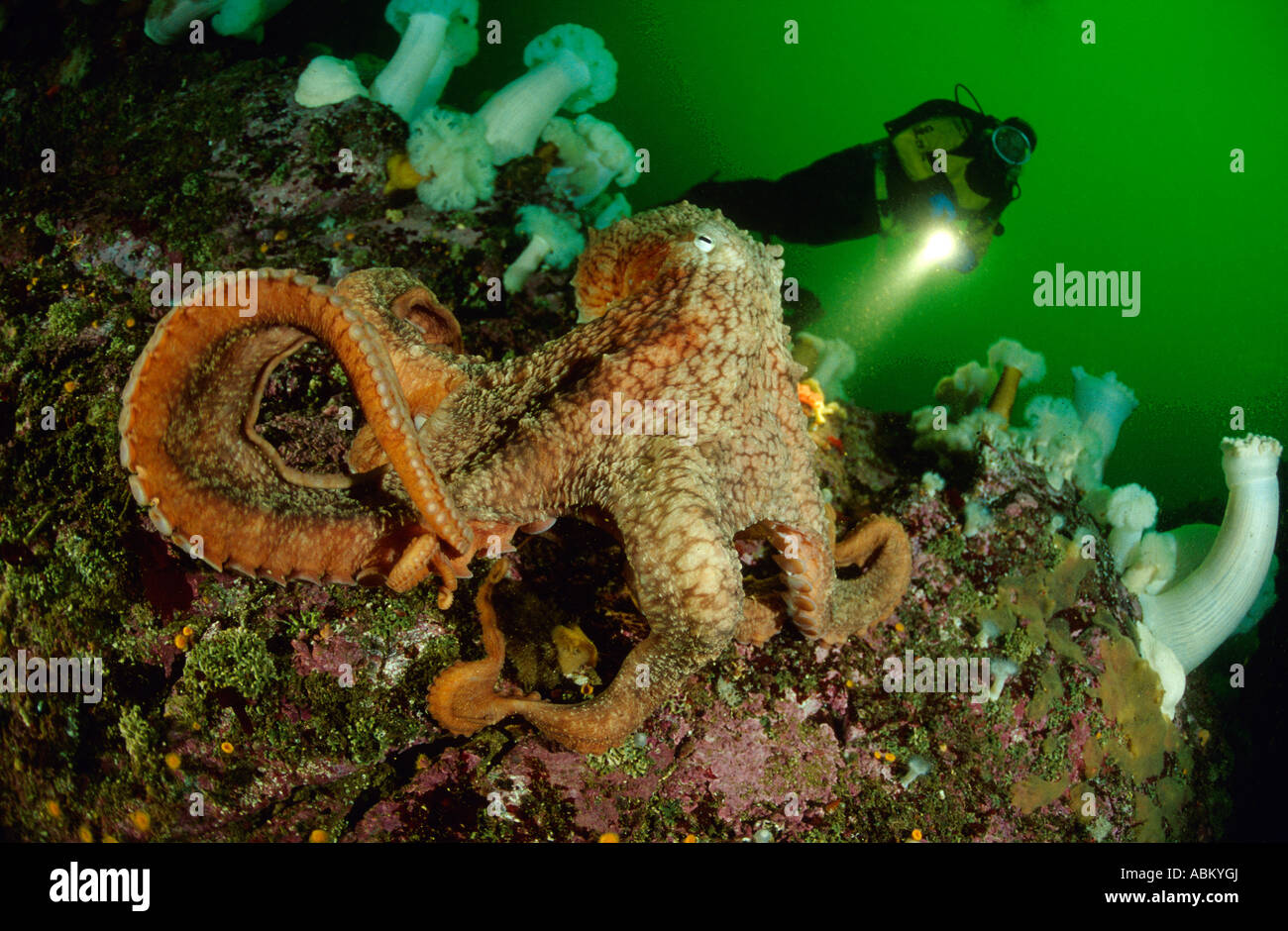 Giant pacific octopus with scuba diver, Octopus dofleini, Metridium ...