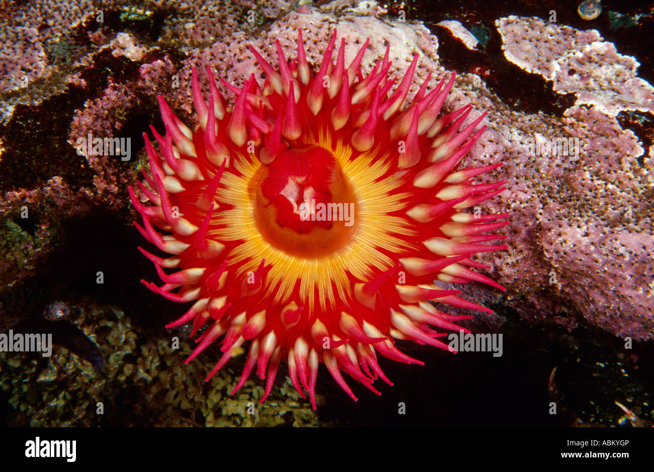 White spotted anemone, Urticina lofotensis Stock Photo - Alamy