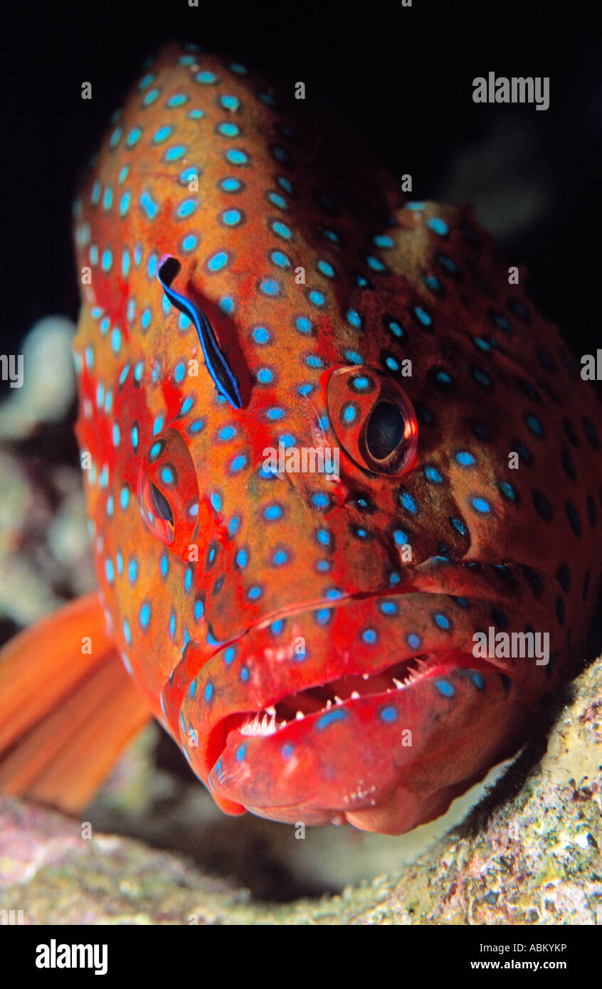 Coral Cod with cleaner wrasse, Cephalopholis miniata, Egypt Red Sea ...
