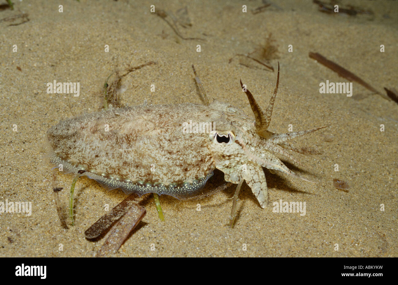 Cuttlefish on sand hi-res stock photography and images - Alamy