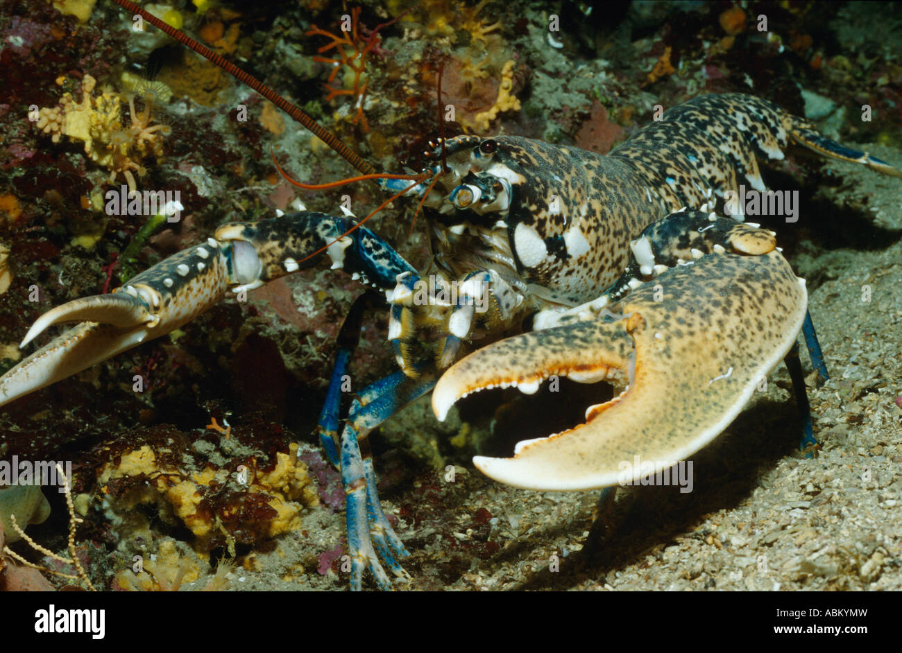 european lobster on the seafloor, Homarus gammarus Stock Photo - Alamy