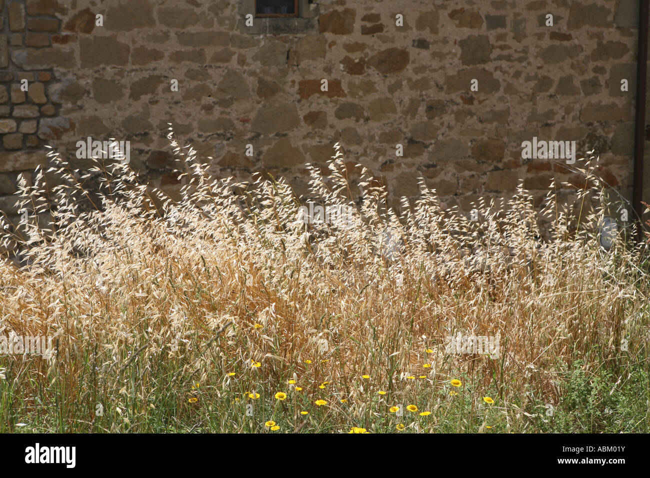 Traditional rural tuscany landscape with a traditional stone wall in ...