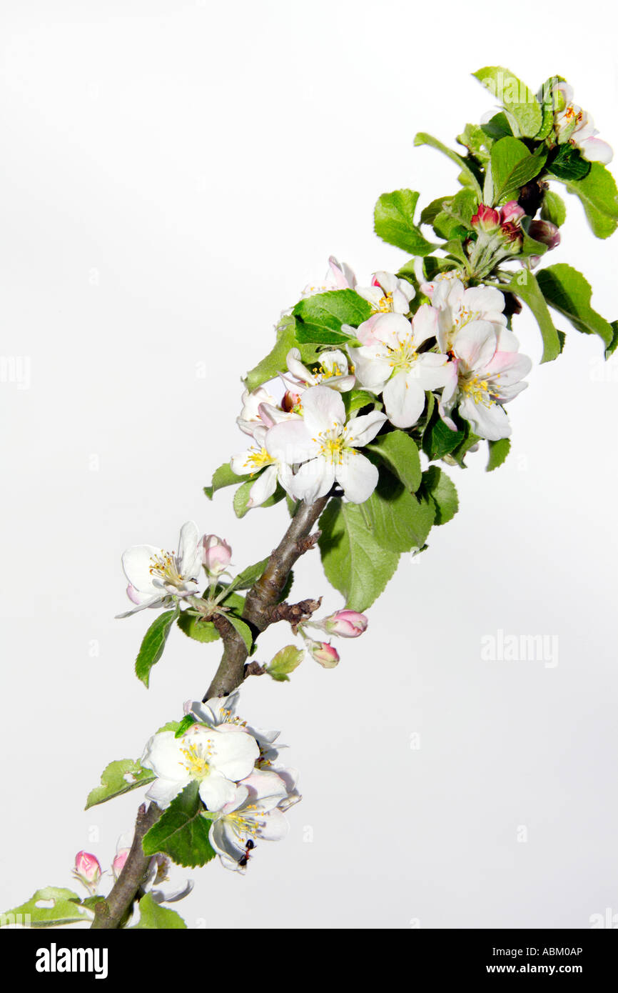Close up of an crab apple tree Pyrus Malus twig with blossoms Stock ...