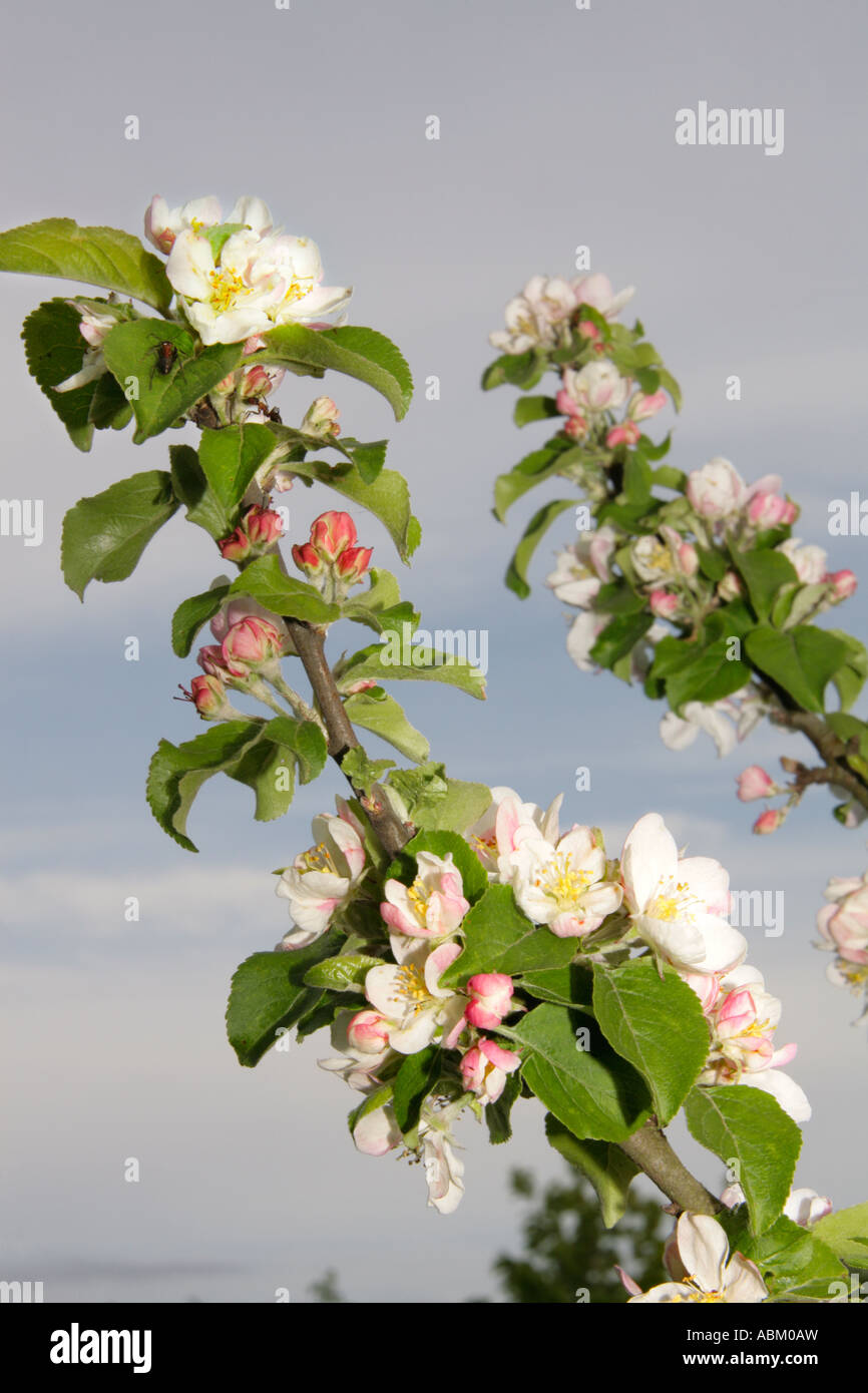 Close up of crab apple Pyrus Malus tree twig with blossoms and buds ...
