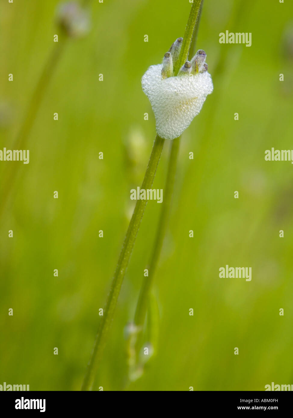 Cuckoo spit on a lavender plant Stock Photo - Alamy