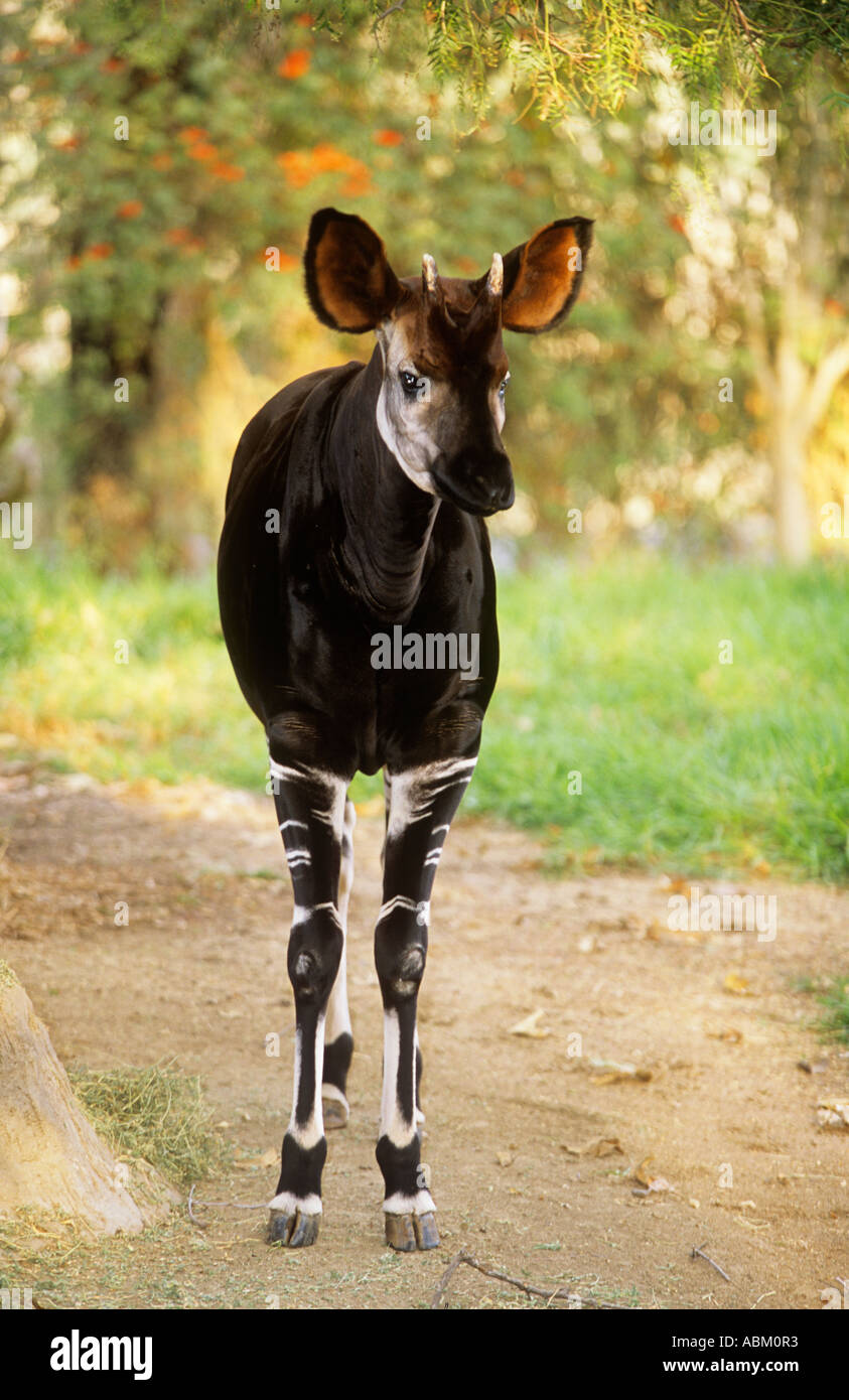 OKAPI Okapia johnstoni Stock Photo - Alamy