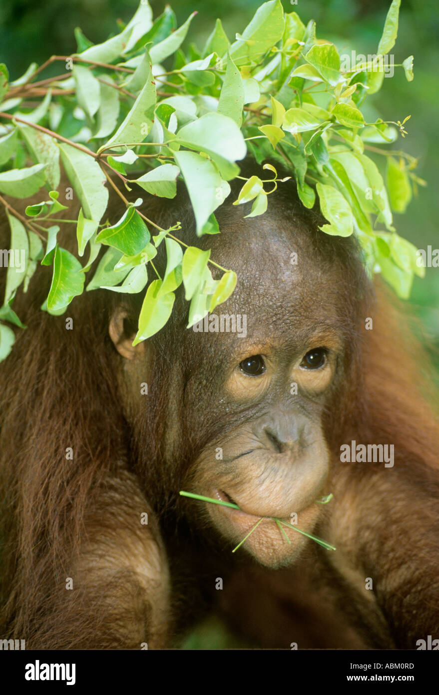 Orangutan young pongo pygmaeus tanjung puting national park hi-res ...