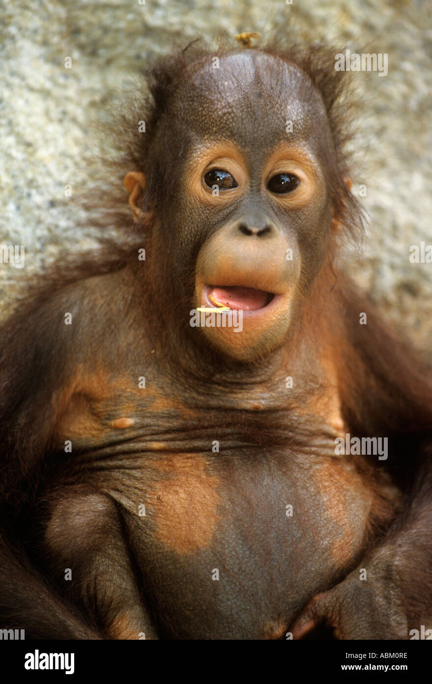 ORANGUTAN Pongo pygmaeus Stock Photo - Alamy