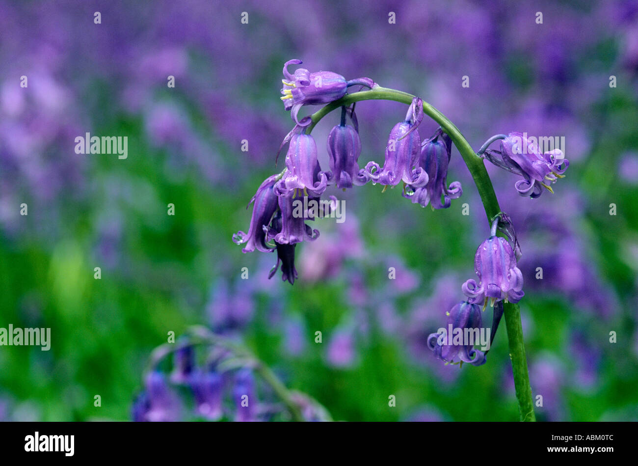 BLUEBELL in flower. Hyacinthoides non-scripta Stock Photo - Alamy