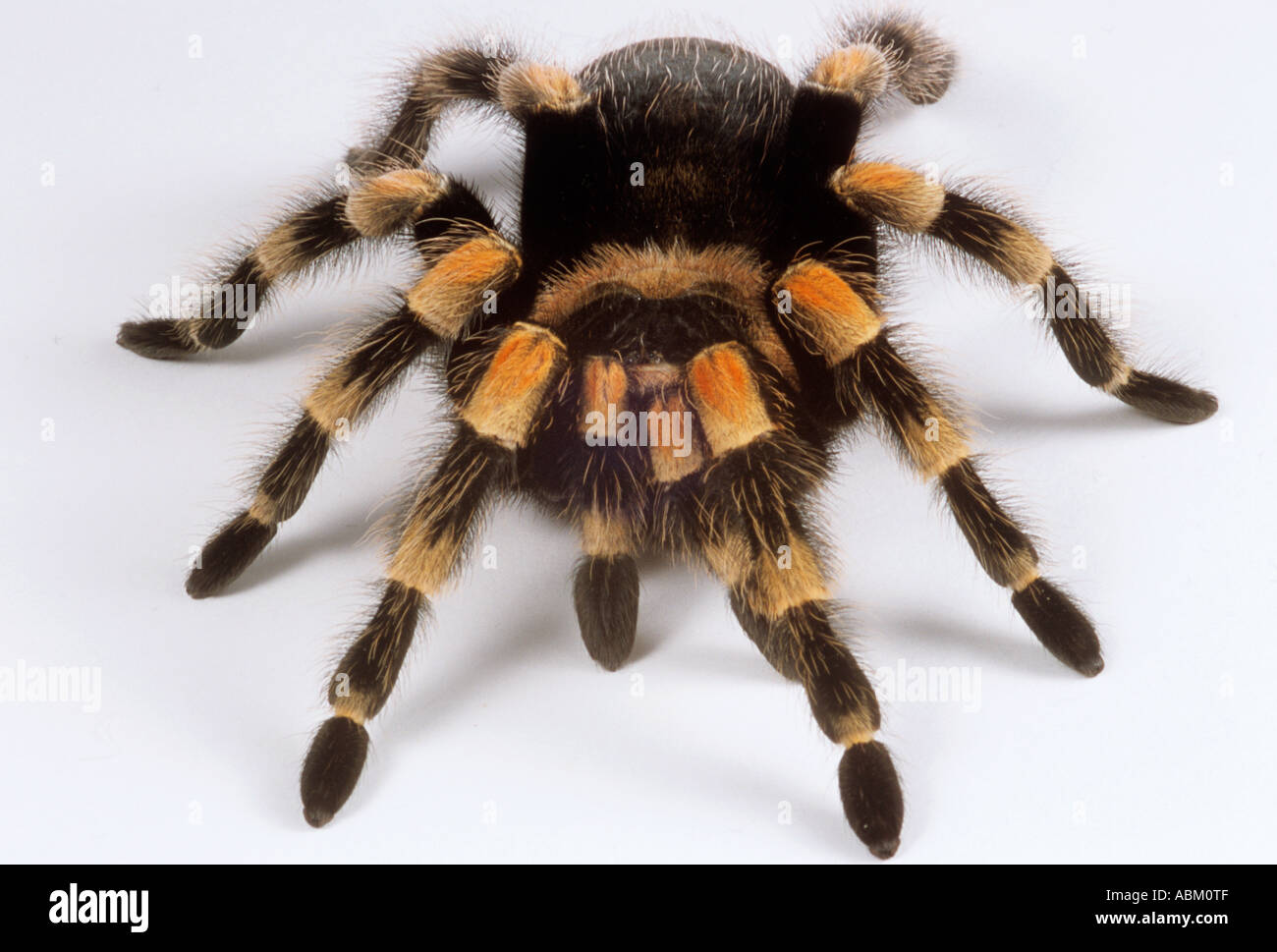 Mexican Red Knee Tarantula High Resolution Stock Photography and Images ...