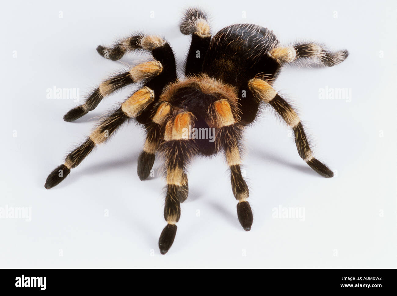 MEXICAN RED-KNEED TARANTULA Brachypelma smithi Stock Photo - Alamy