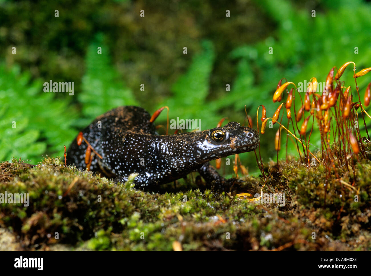 GREAT CRESTED or WARTY NEWT Triturus cristatus Stock Photo - Alamy