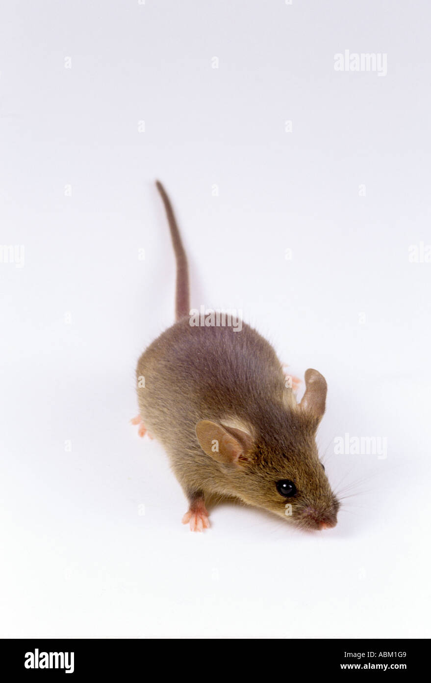 HOUSE MOUSE Mus musculus Stock Photo - Alamy