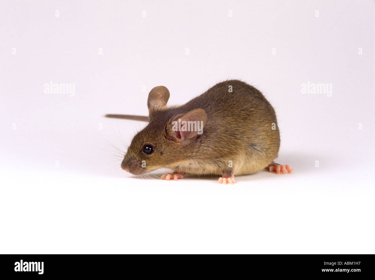 HOUSE MOUSE Mus musculus Stock Photo - Alamy