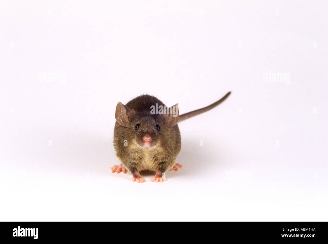 HOUSE MOUSE Mus musculus Stock Photo - Alamy