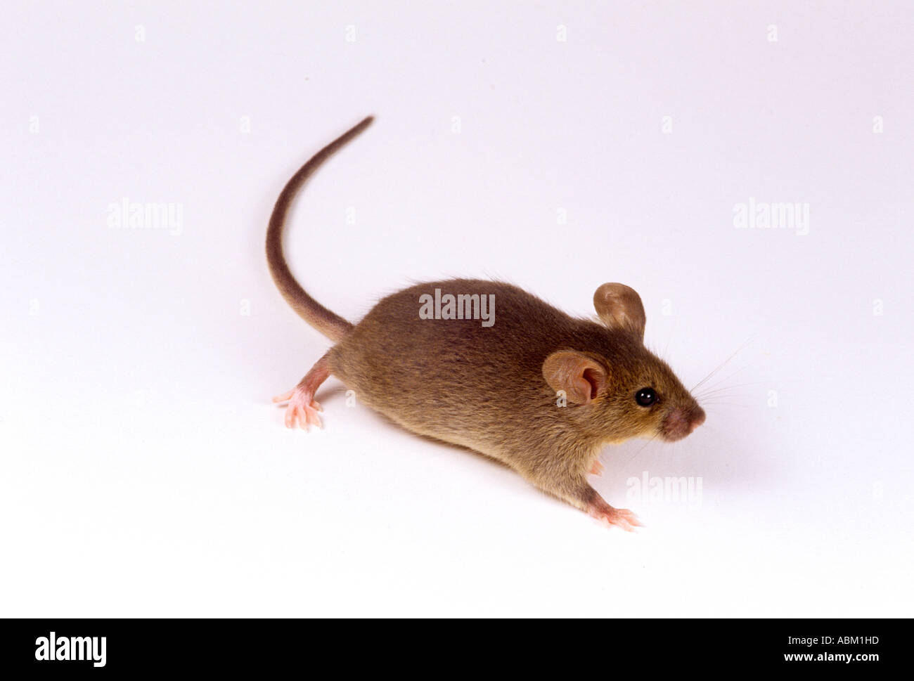 HOUSE MOUSE Mus musculus Stock Photo - Alamy