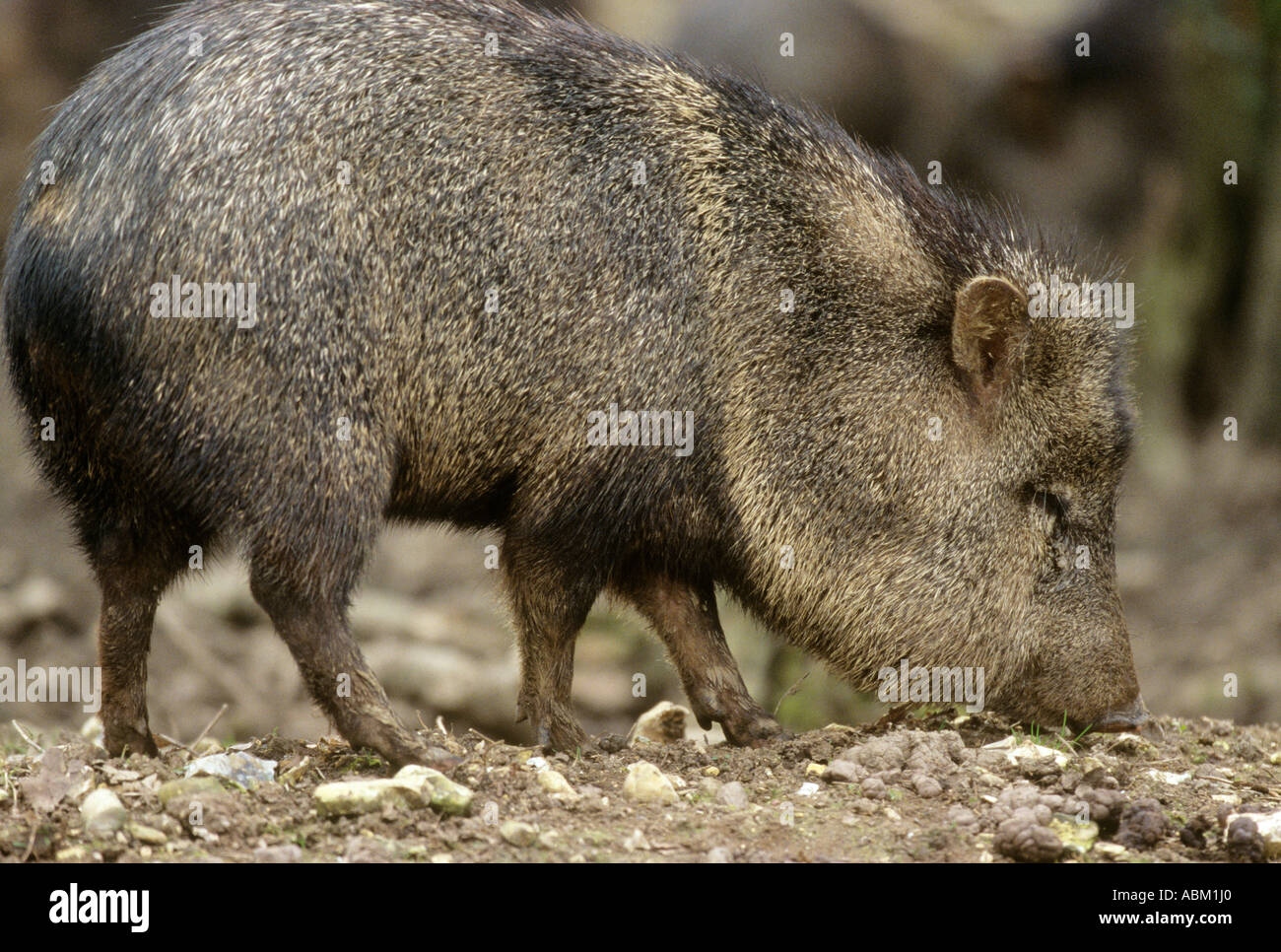 COLLARED PECCARY or JAVELINA Tayassu tajacu Stock Photo - Alamy