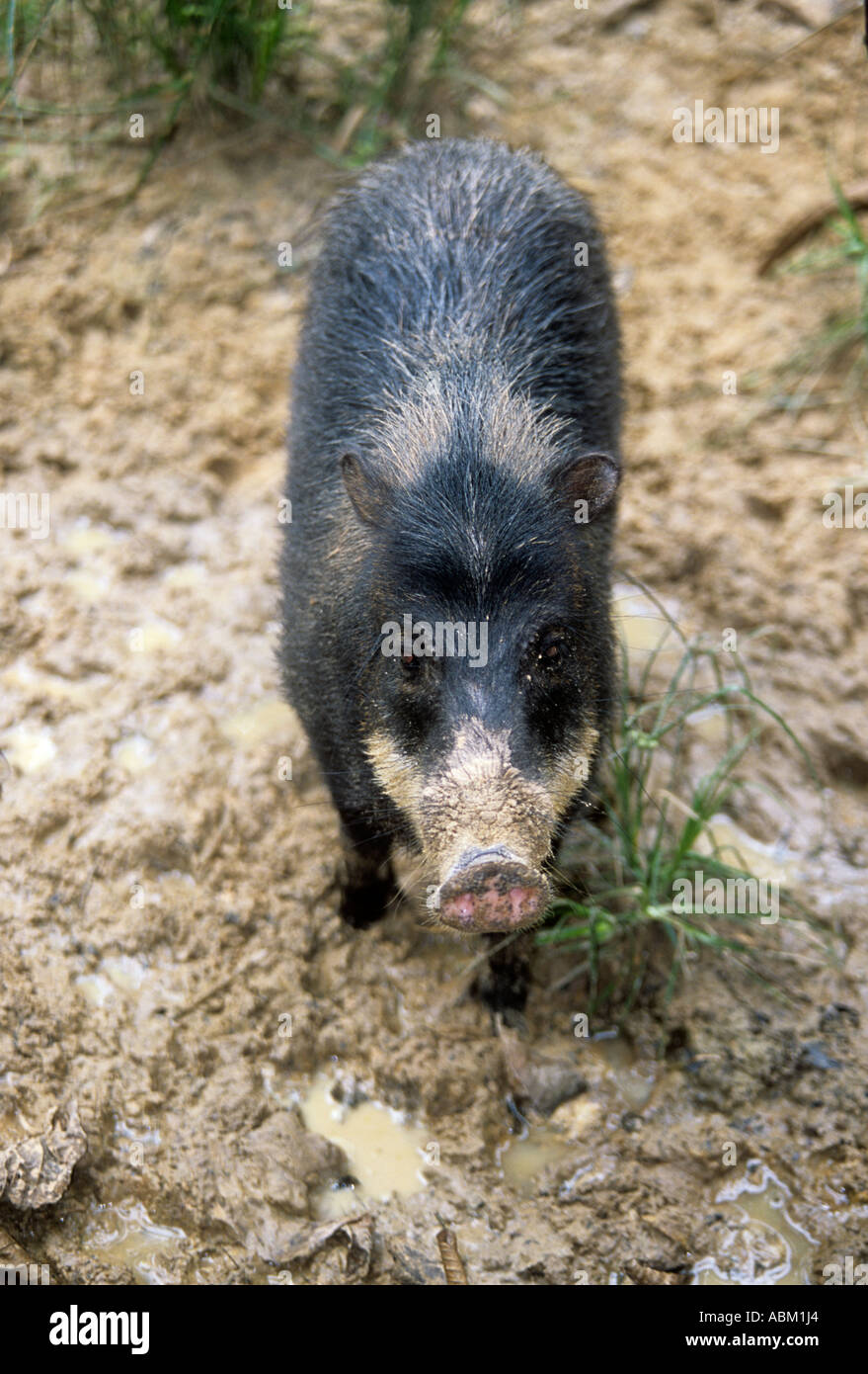 WHITE-LIPPED PECCARY Tayassu pecari Stock Photo - Alamy