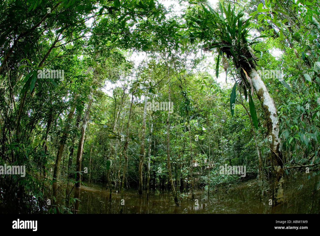 VARZEA FLOODED FOREST in flood Amazonian Rainforest, Yavari, Loreto ...