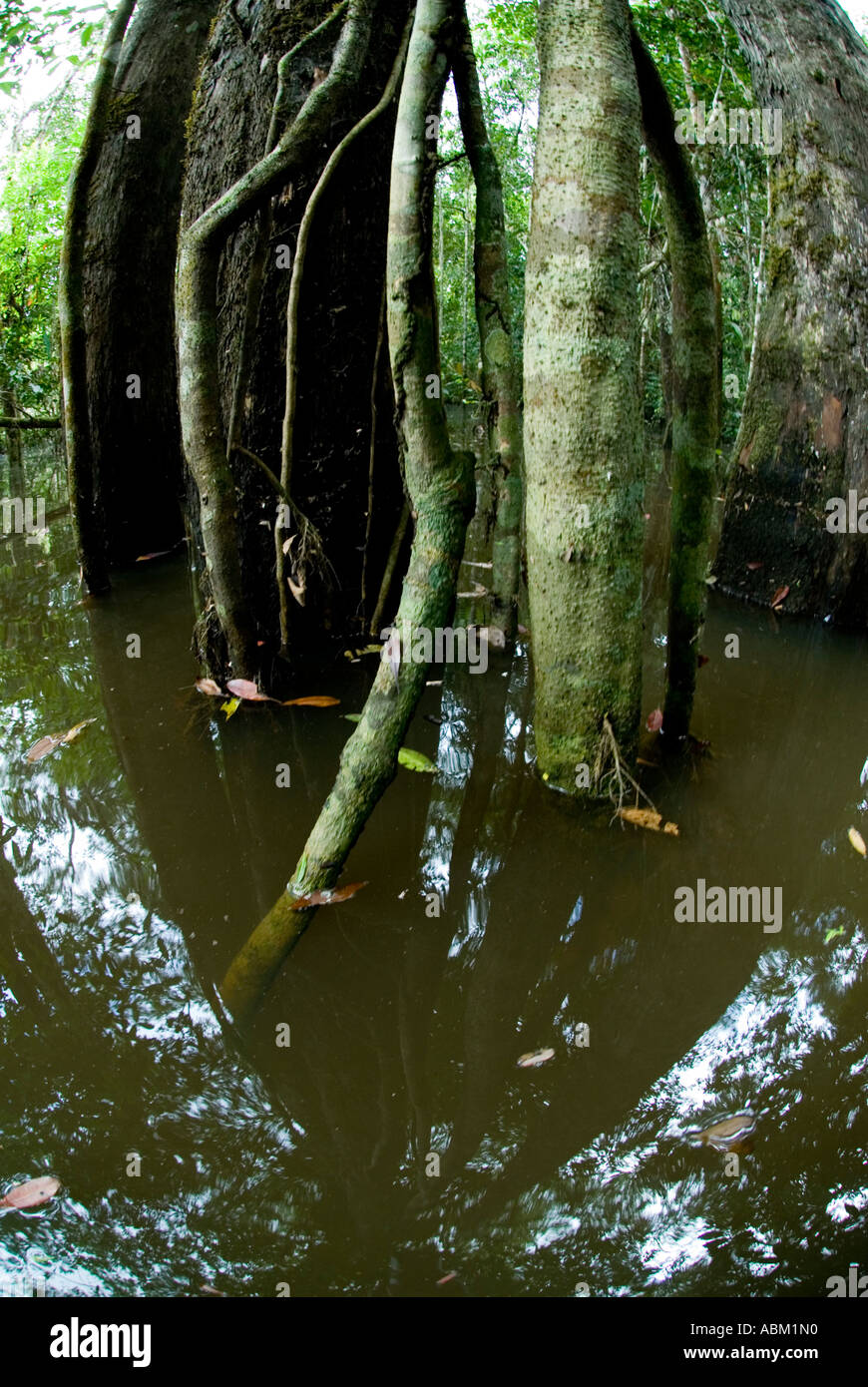 VARZEA FLOODED FOREST in flood Amazonian Rainforest, Yavari, Peru Stock ...