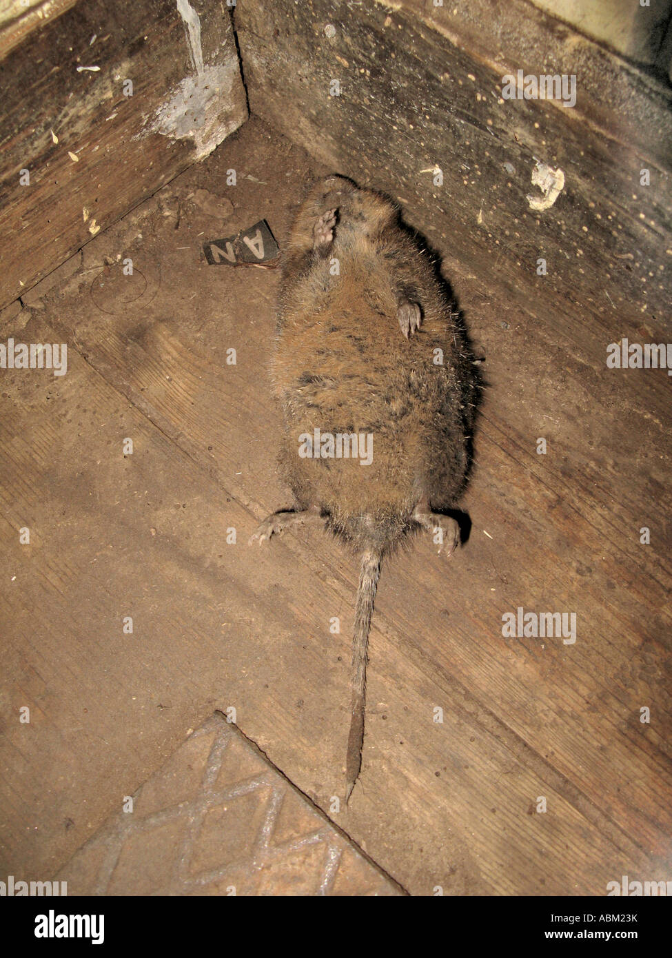 Deceased rat hi-res stock photography and images - Alamy