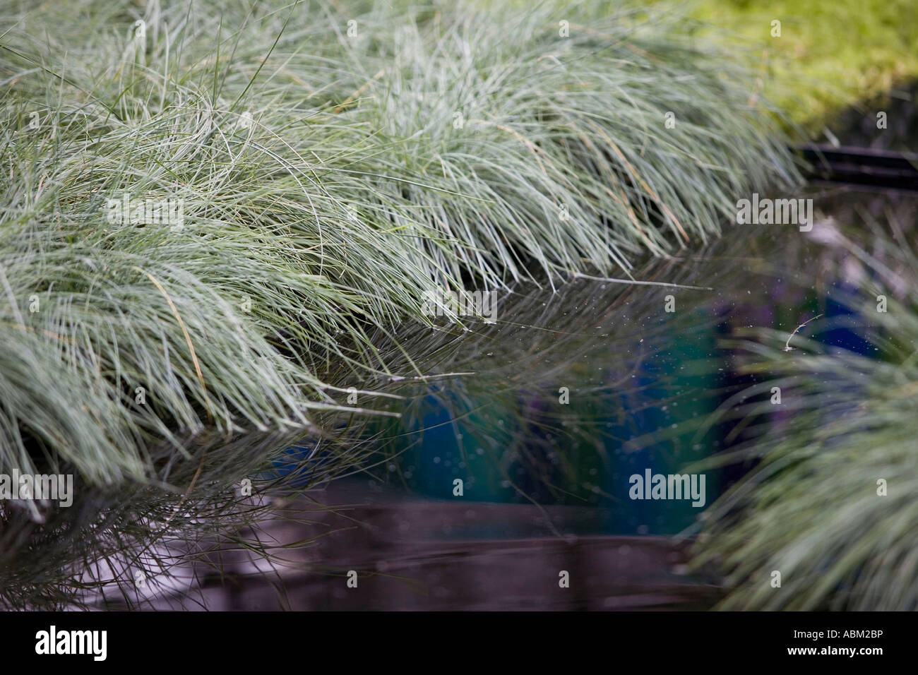 Ornamental Grass Stock Photos & Ornamental Grass Stock Images - Alamy