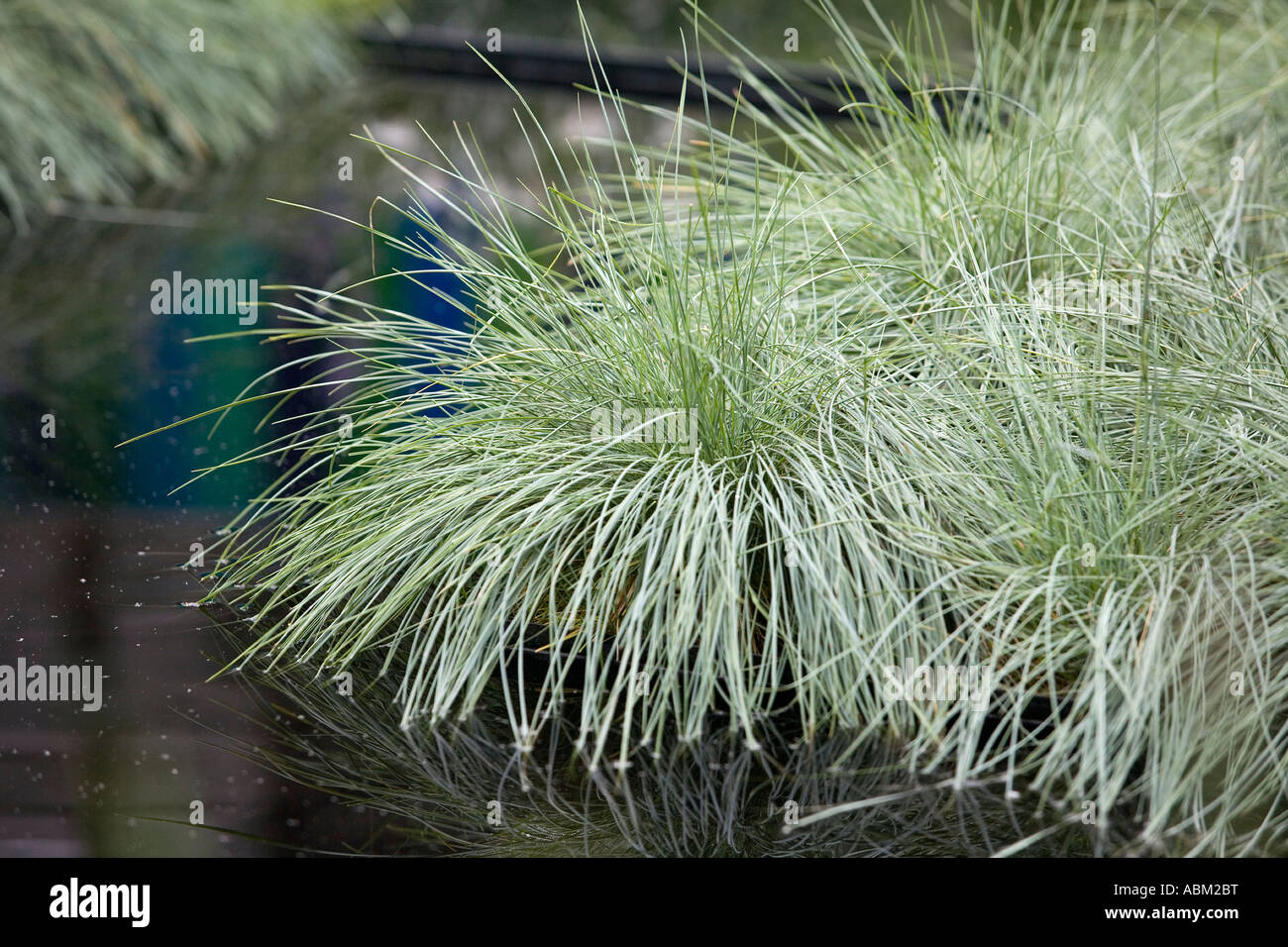 Ornamental grass over water feature at RHS CHELSEA FLOWER SHOW 2007 ...