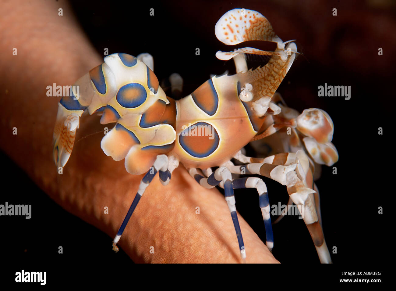 harlequin shrimp on sea star shot from richelieu rock andaman sea ...